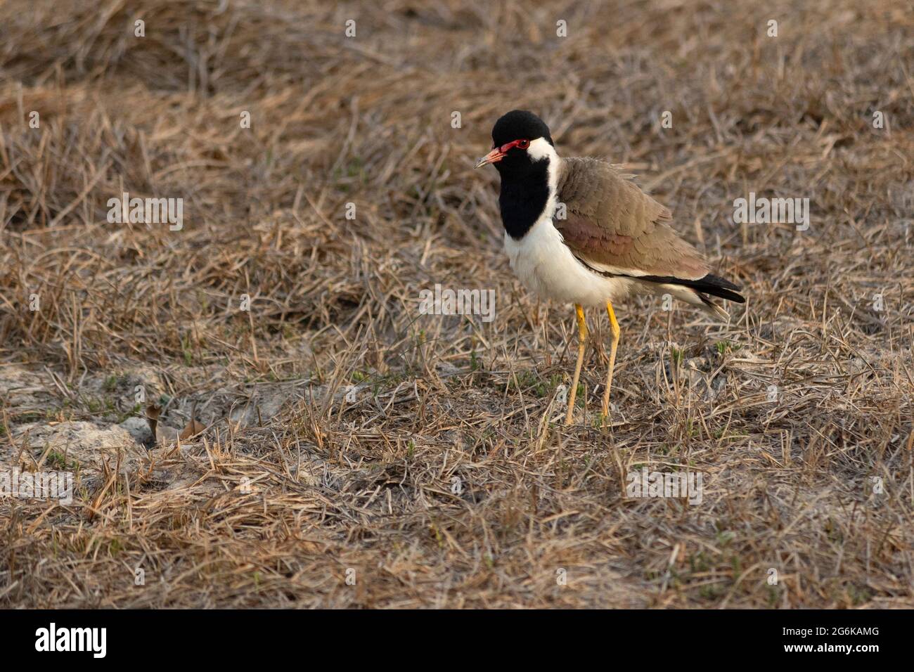 Vanellus indicus eggs hi-res stock photography and images - Alamy