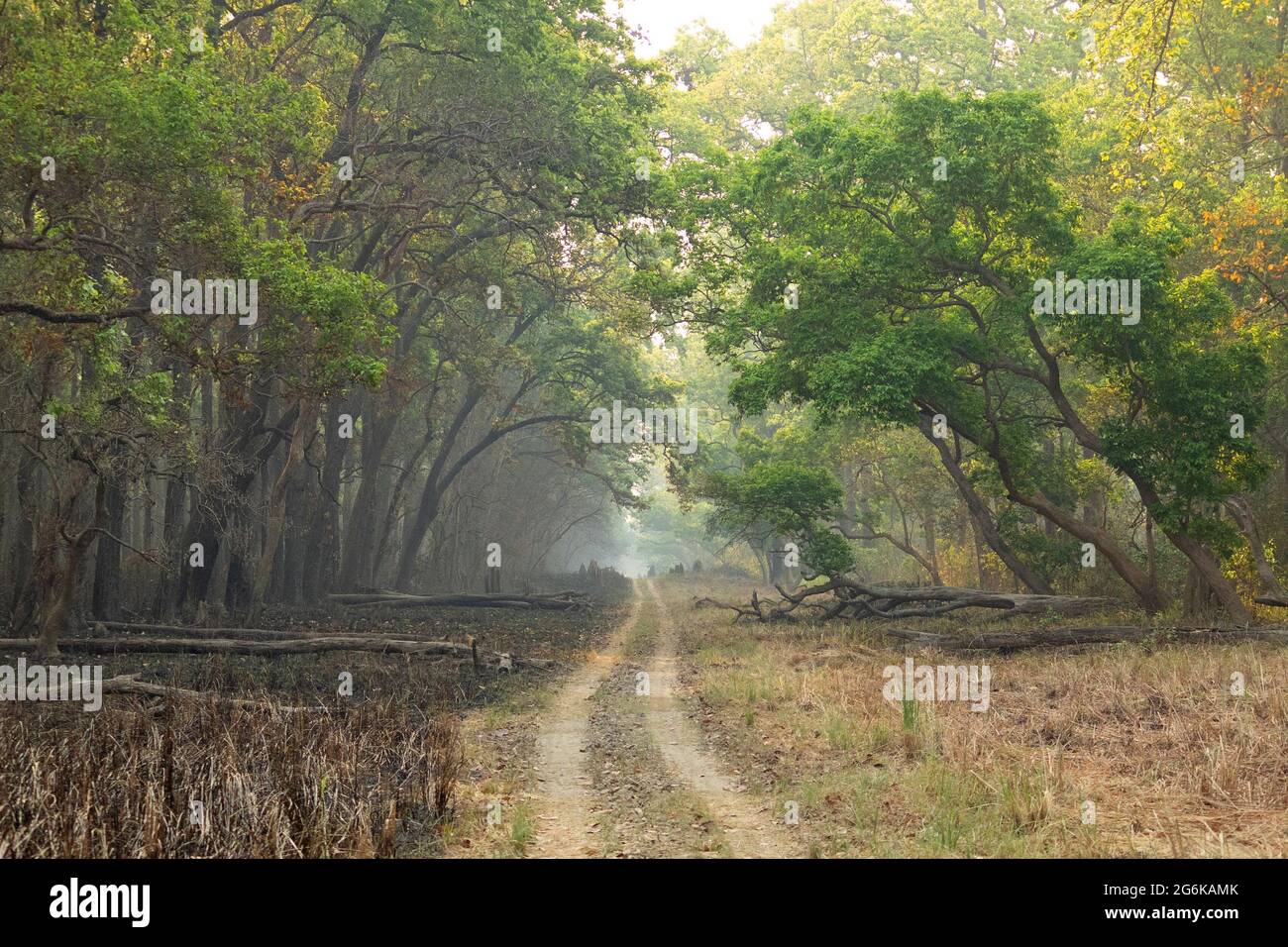 Dirt road at Dudhwa National Park, Uttarpradesh, India Stock Photo - Alamy
