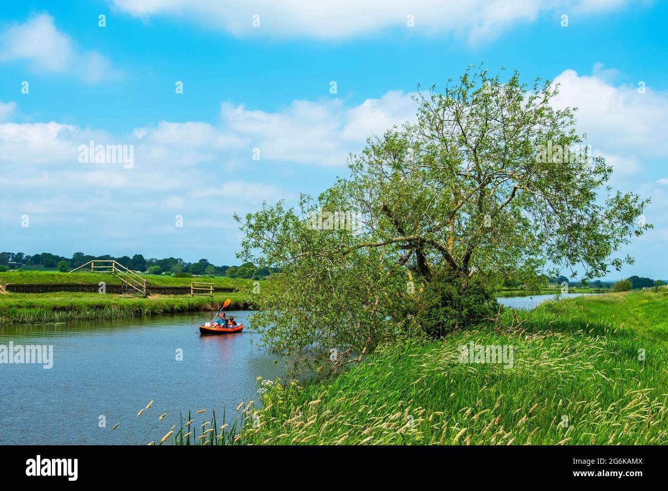 Rother tree hi-res stock photography and images - Alamy