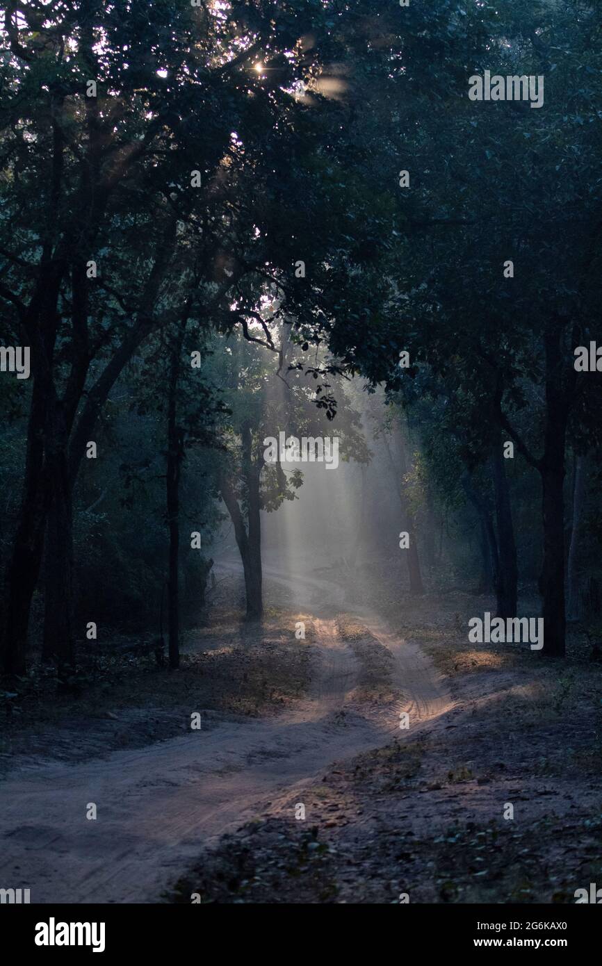 Ray of light through a canopy of trees Stock Photo - Alamy