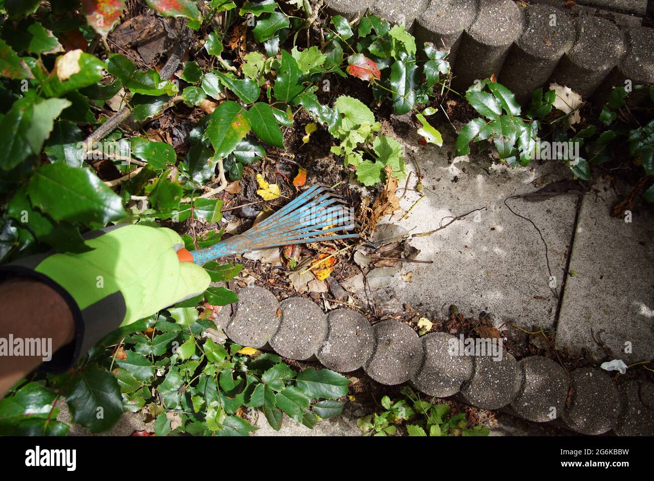 Rake leaves with a small rusty leaf rake under a Oregon grape (Mahonia ...