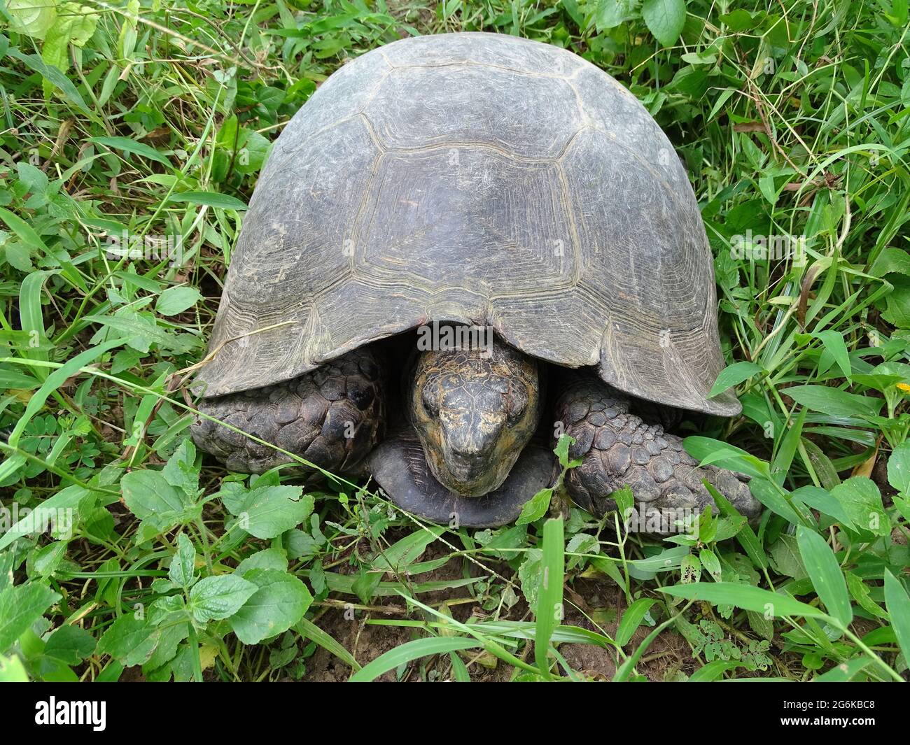 Burmese Mountain Tortoise Information