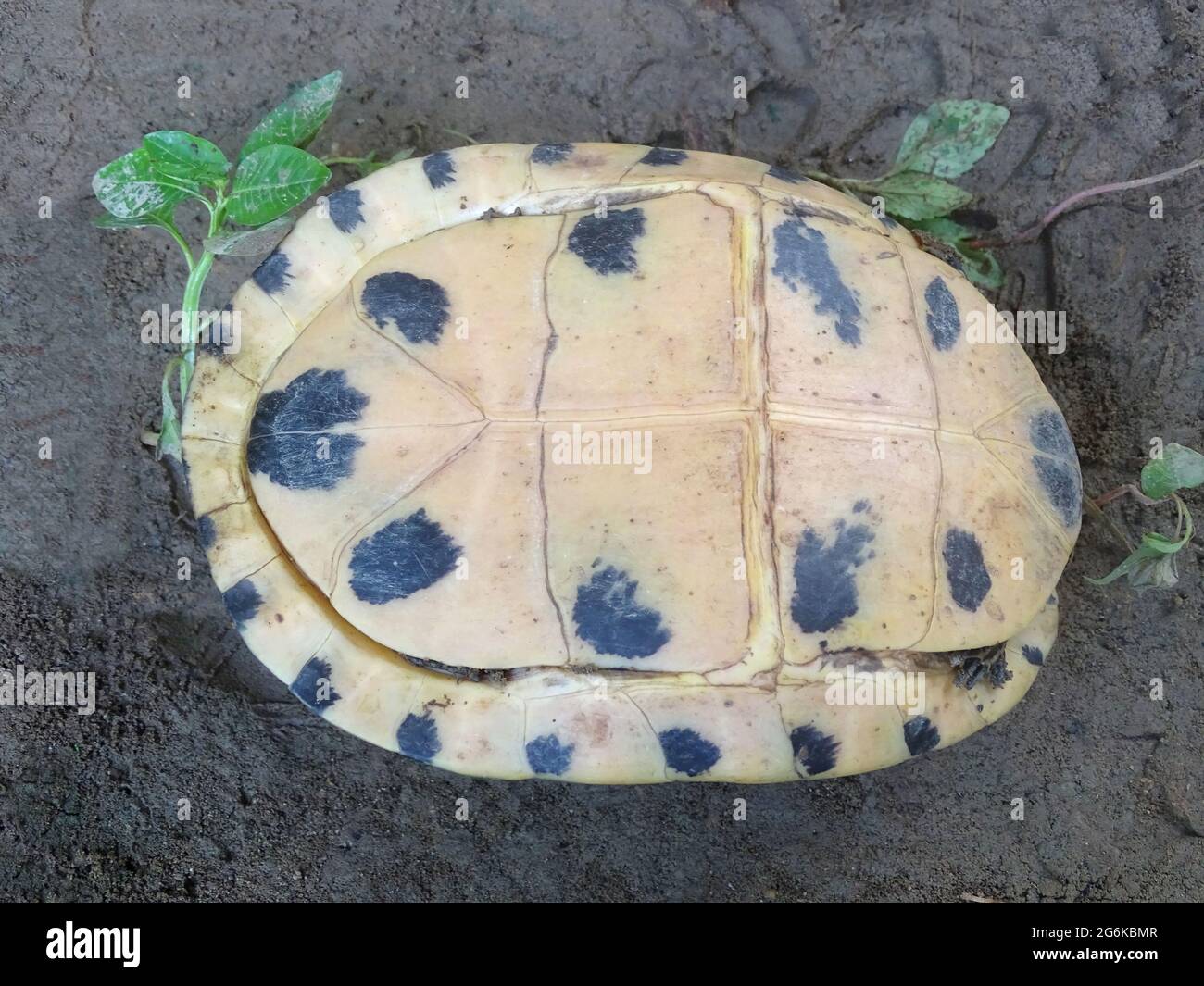 Cuora amboinensis, Malayan box turtle, Assam, India. Plastron. Found ...