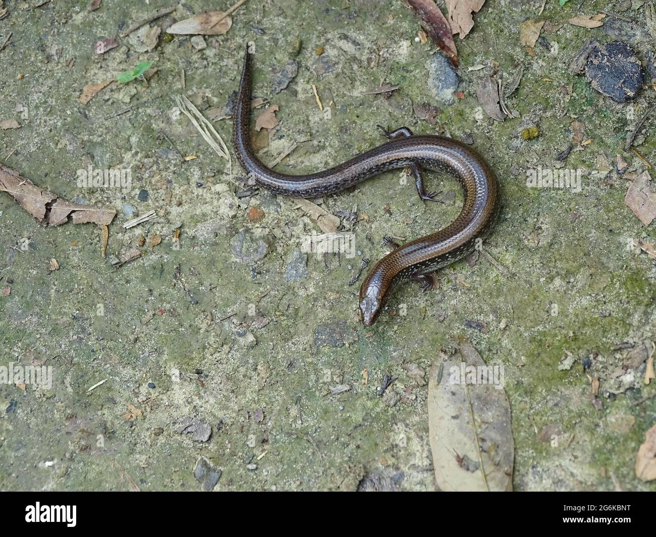 The white spotted supple skink hi-res stock photography and images - Alamy