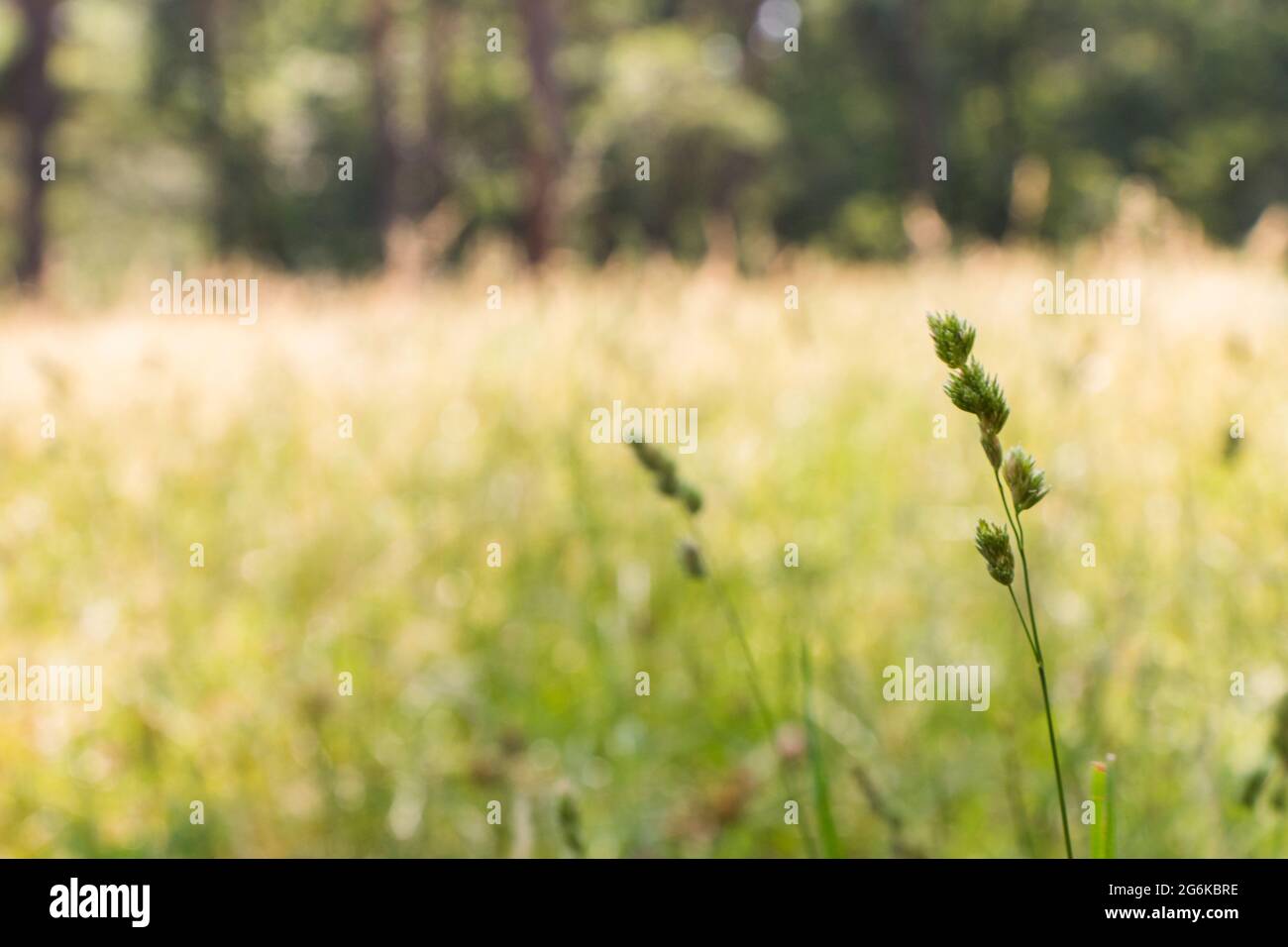 Grass during sunset, green and yellow colors in nature, close-up Stock ...