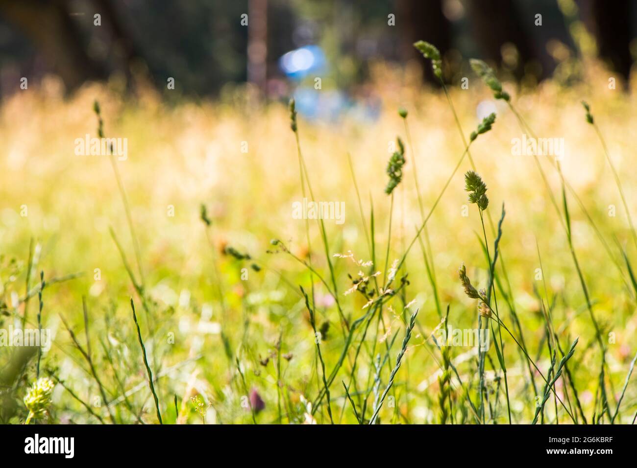 Grass during sunset, green and yellow colors in nature, close-up Stock ...