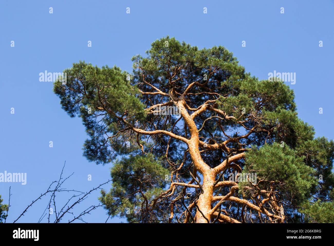 Tree body texture pine hi-res stock photography and images - Alamy
