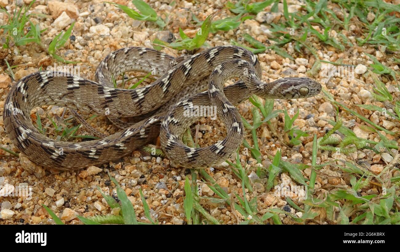 Indian gamma snake or common cat snake, Boiga trigonata, Rajasthan ...