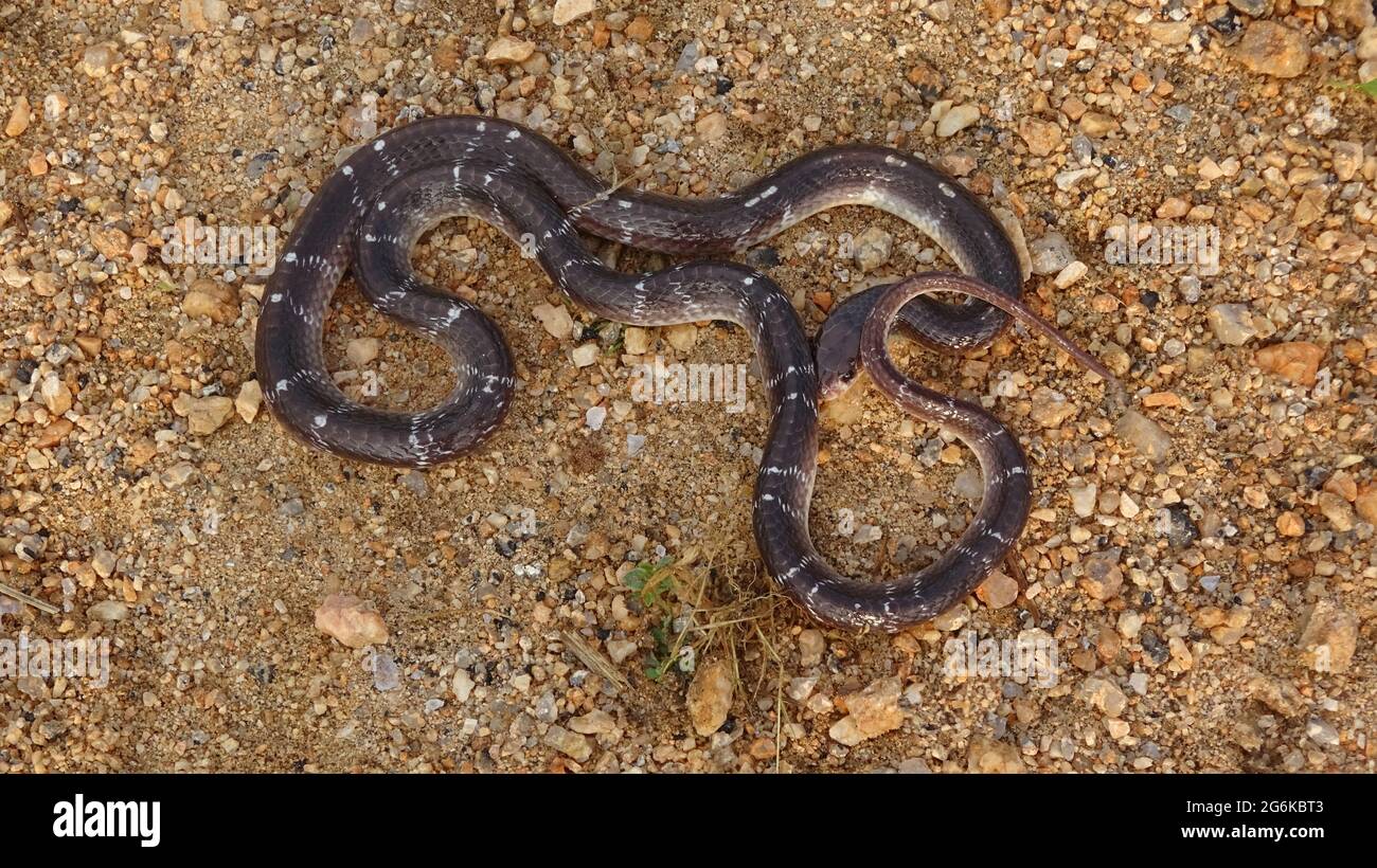Common krait, Bungarus caeruleus, Rajasthan, India. VENOMOUS. Native to ...