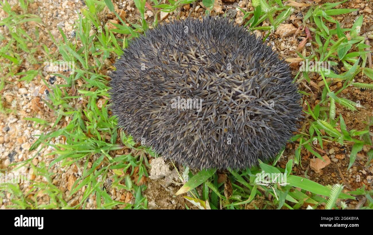 Indian long-eared hedgehog rolled up in a ball, Hemiechinus collaris ...