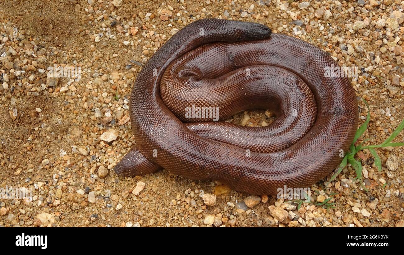 Red sand boa hi-res stock photography and images - Alamy
