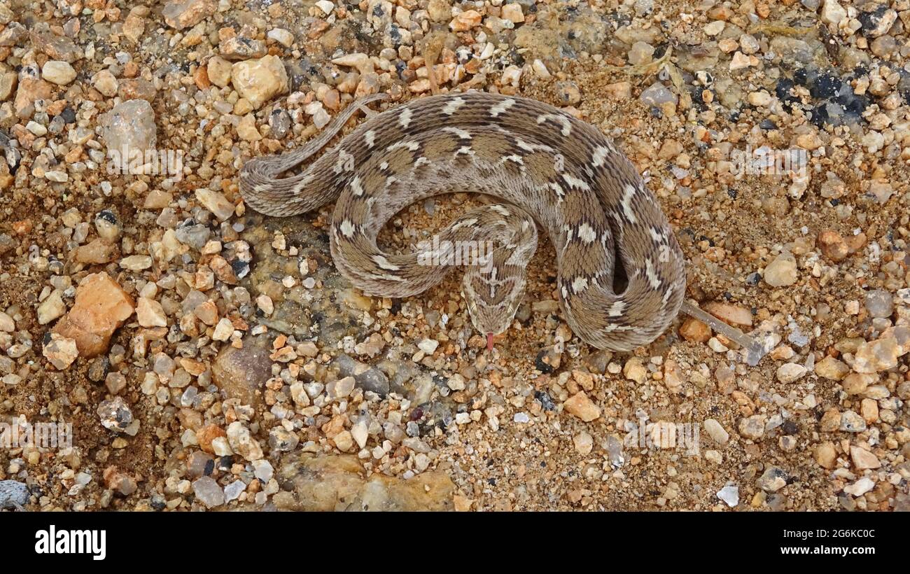 Saw-scaled viper, Echis carinatus, Rajasthan, India. Found in Middle ...