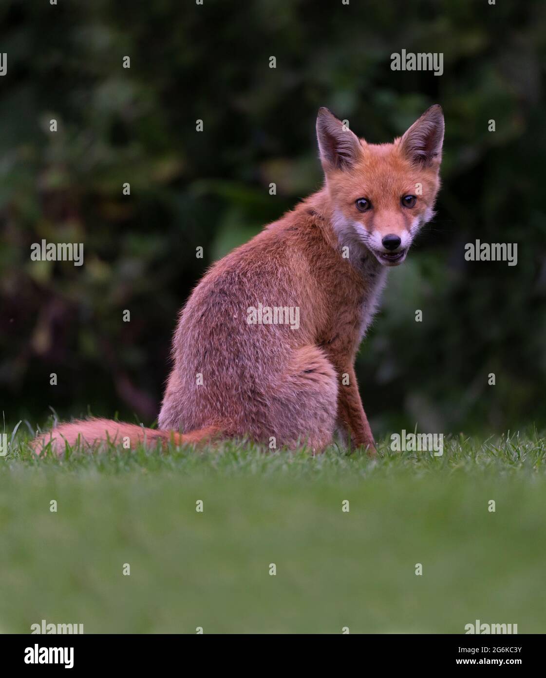 A wild Red Fox cub (Vulpes vulpes) sitting at the edge of a field, Warwickshire Stock Photo - Alamy