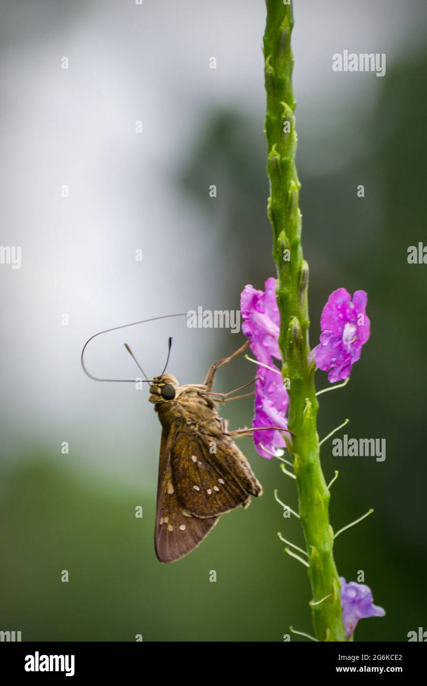 A beautiful Small Branded Swift Butterfly perched on tarpeta flowers at ...