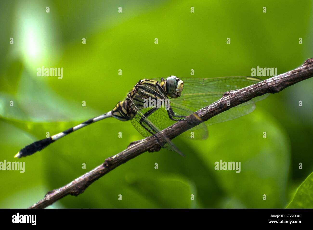 Dragonfly in mumbai hi-res stock photography and images - Alamy