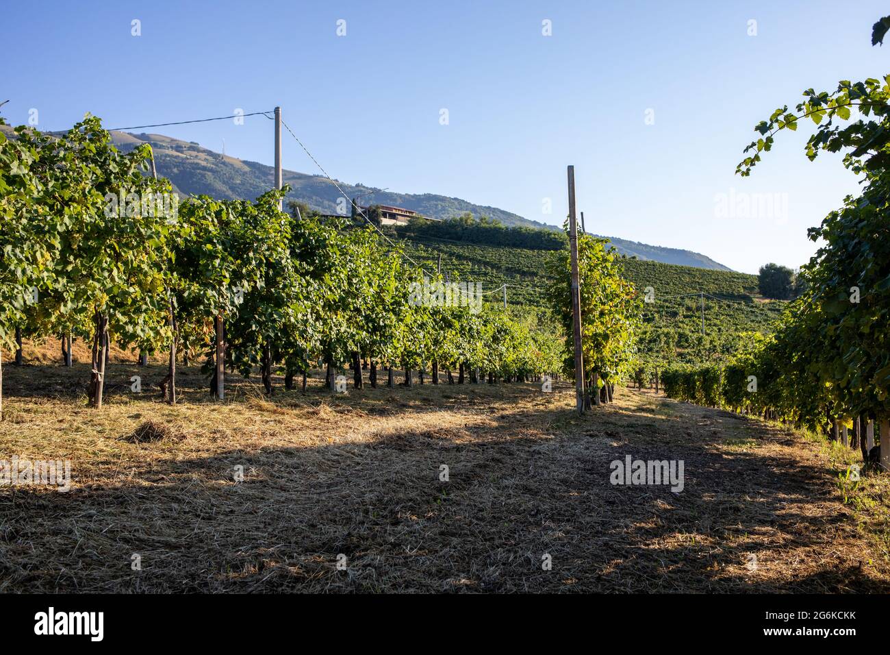 Picturesque hills with vineyards of the Prosecco sparkling wine region ...