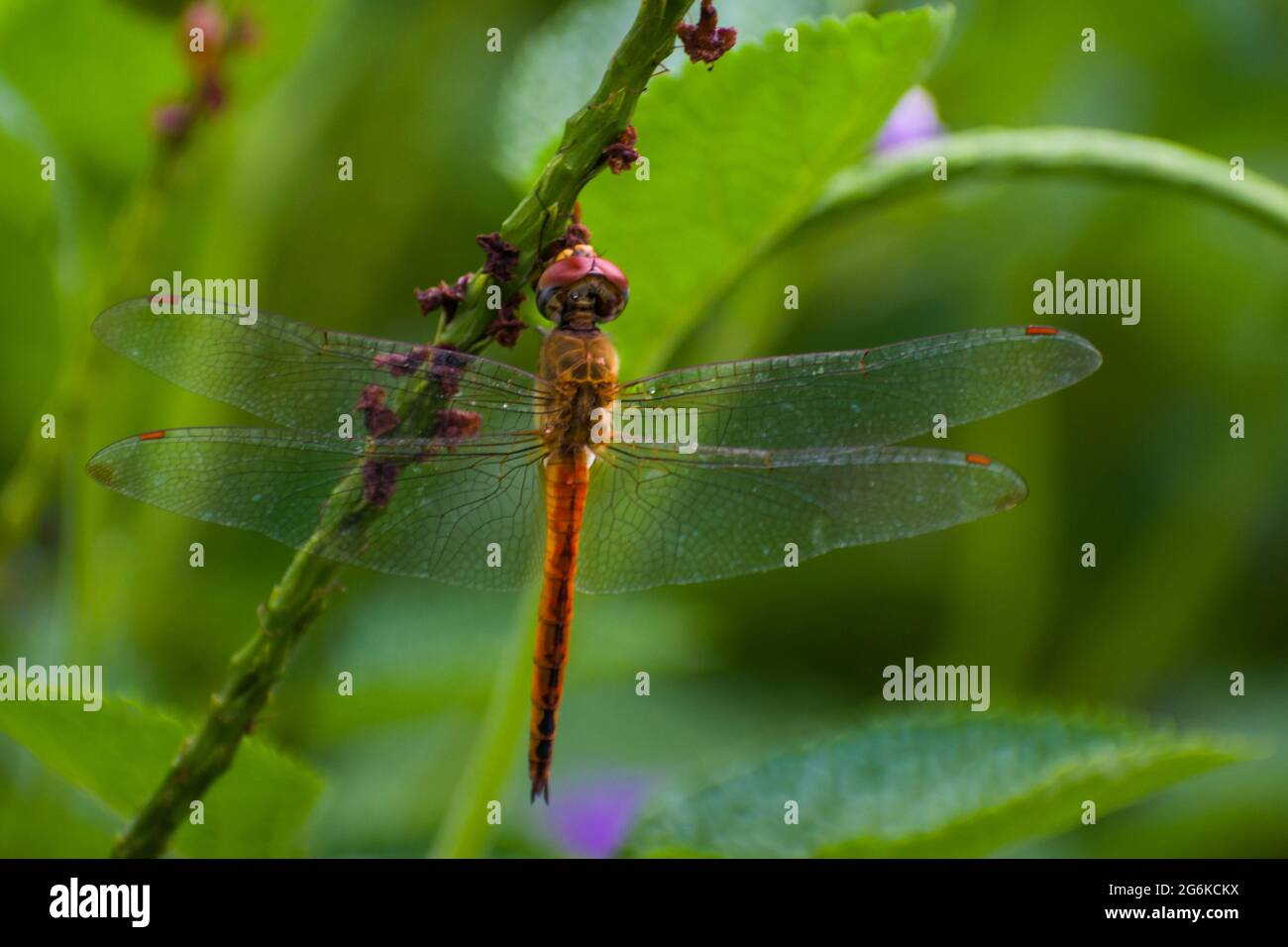 Dragonfly in mumbai hi-res stock photography and images - Alamy