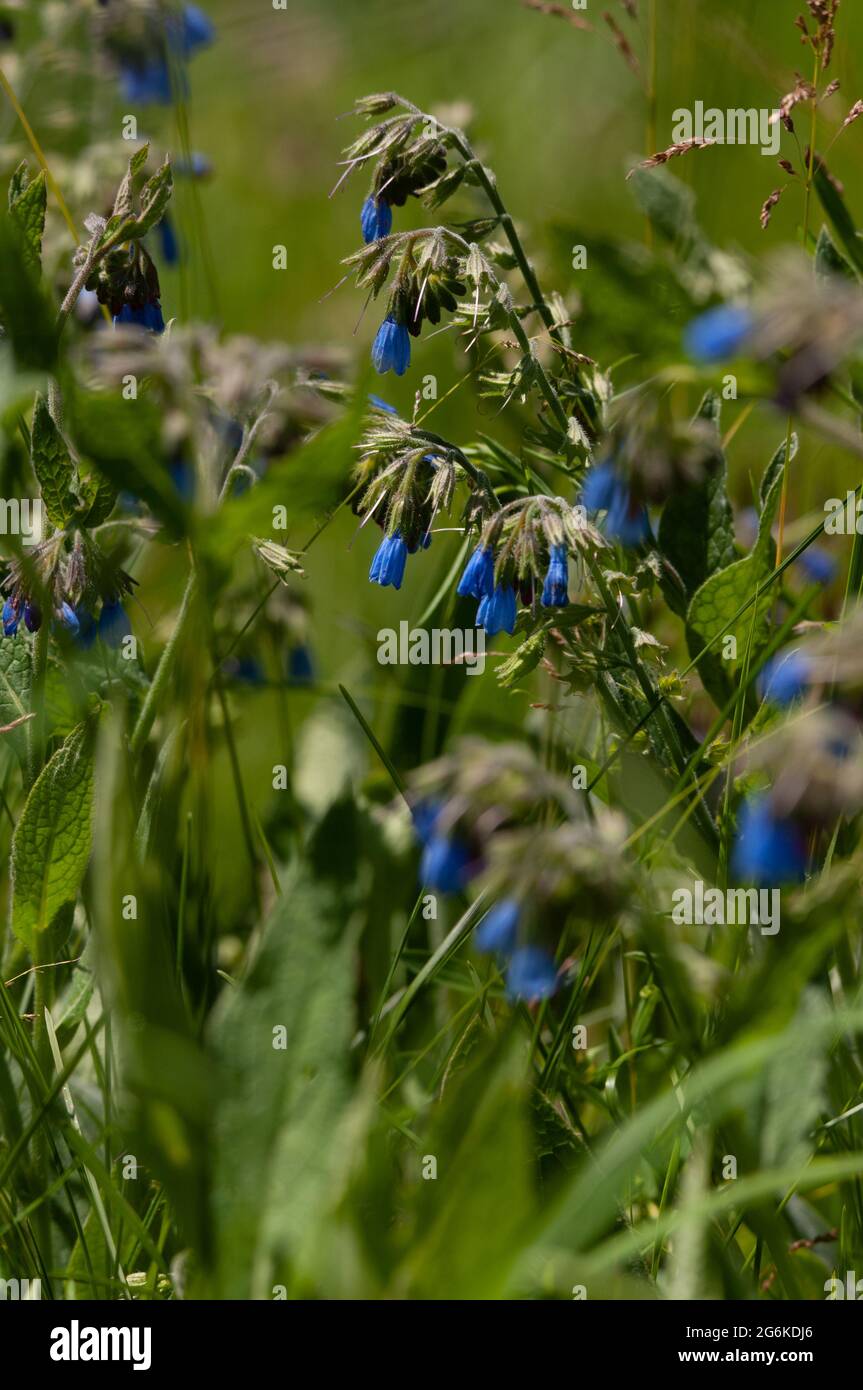 Rough comfrey symphytum hi-res stock photography and images - Alamy