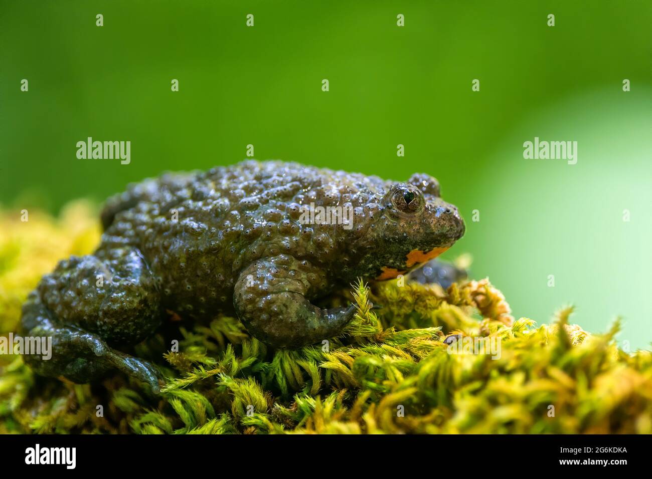 Yellow-bellied toad (Bombina variegata) on a moss, close up. Green ...