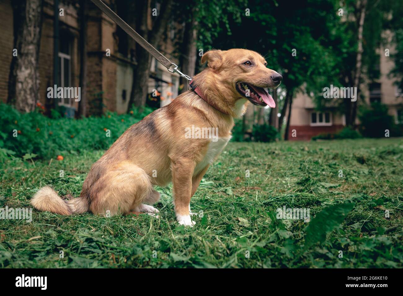 Sad lonely mixed breed dog hi-res stock photography and images - Alamy
