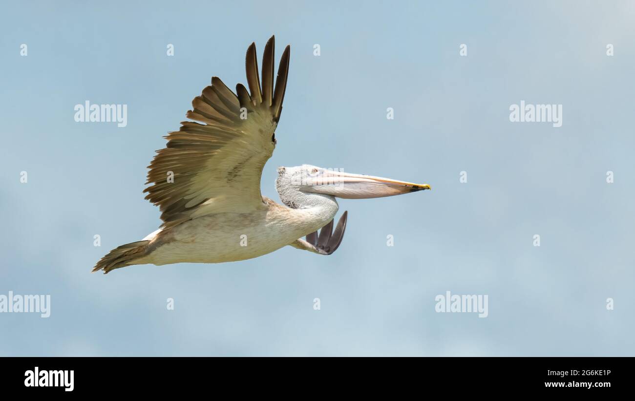 Two Spot-billed Pelicans in flight stretching its wings Stock Photo - Alamy