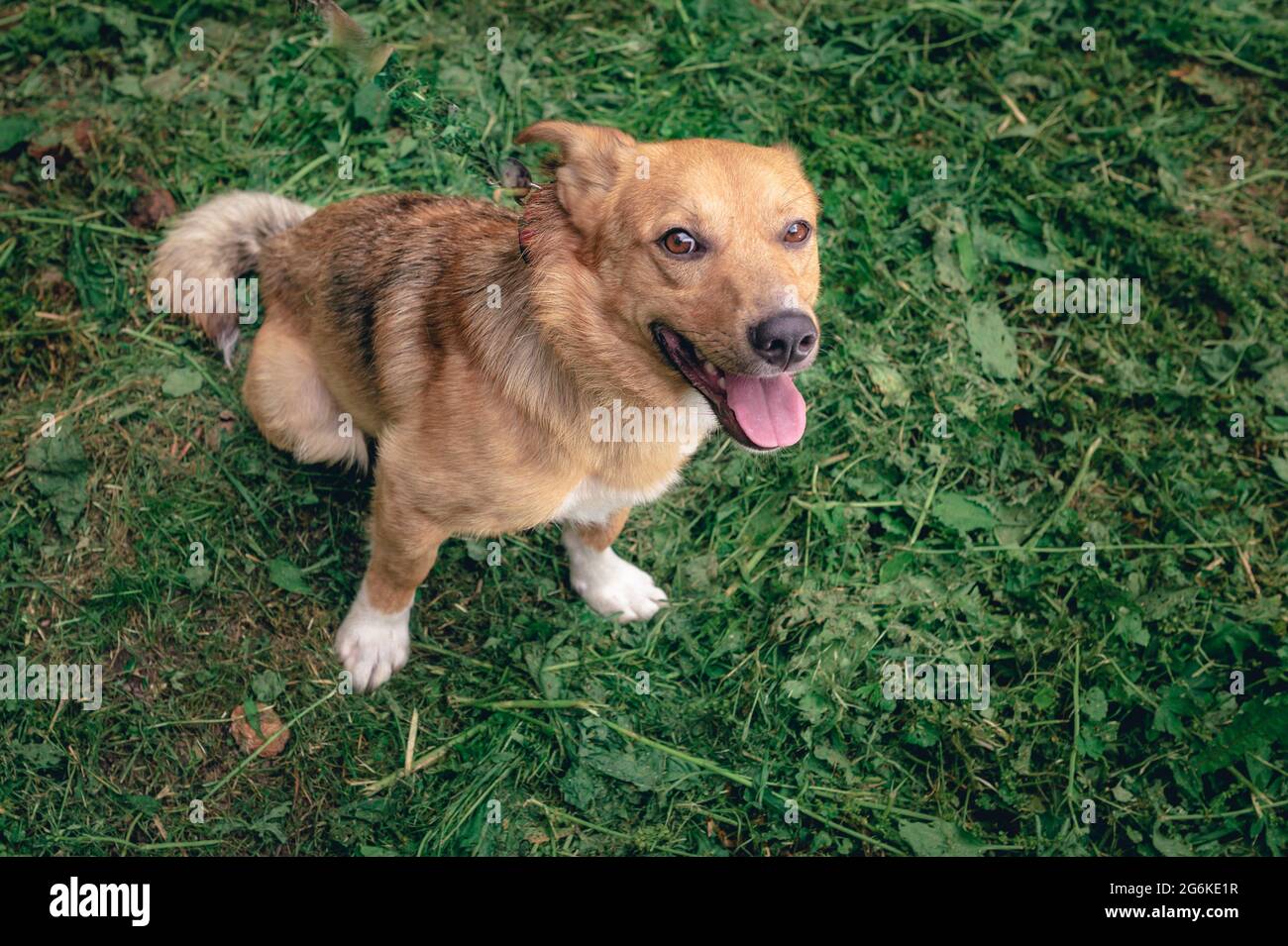 Portrait of a ginger dog outdoor. Mongrel dog Stock Photo - Alamy