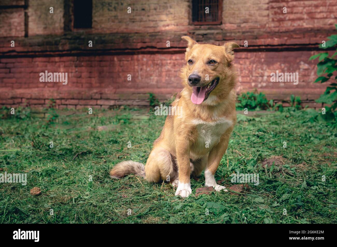 Portrait of a ginger dog outdoor. Mongrel dog Stock Photo - Alamy