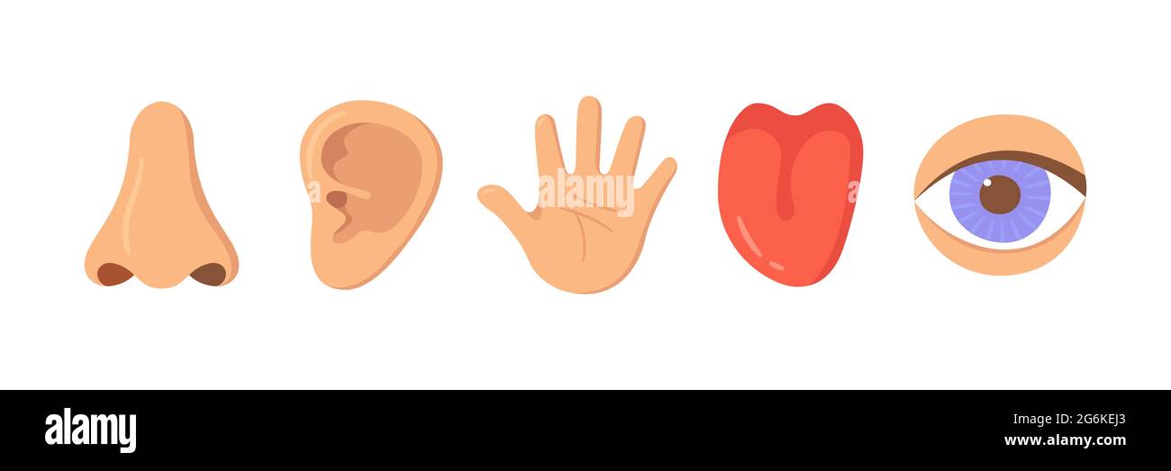 Sensory Organs High Resolution Stock Photography and Images - Alamy