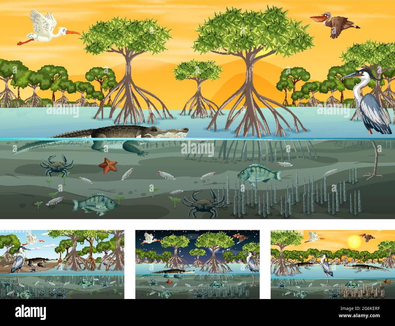 Plants And Animals In Mangrove