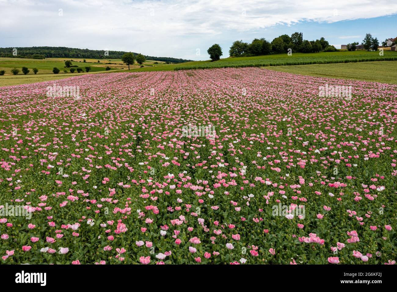 Flowers of an opium poppy field Stock Photo - Alamy