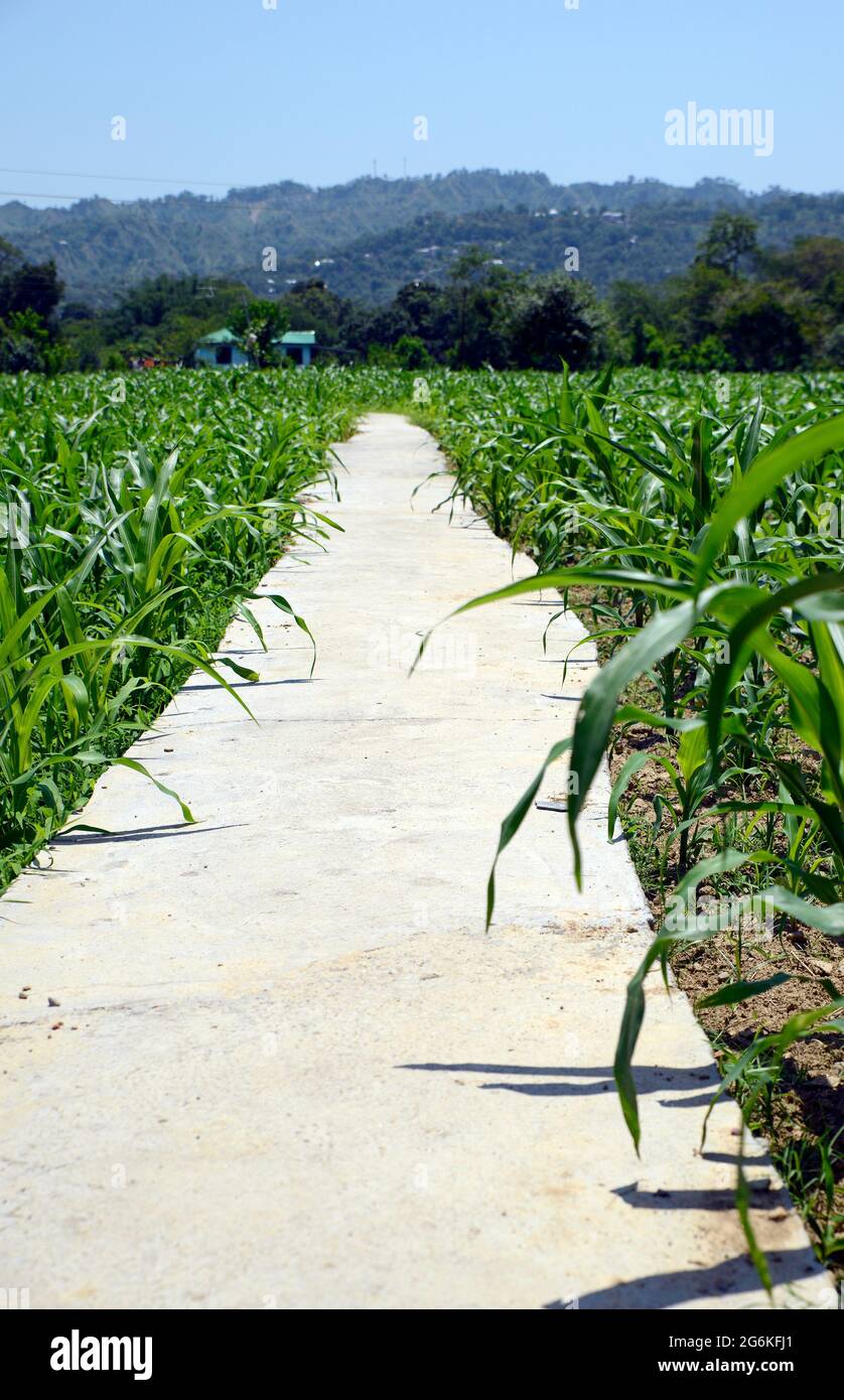 Gravel road between corn hi-res stock photography and images - Alamy