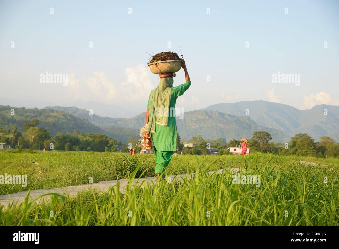 Women carrying cow dunck on her head - smelly manure to spread on the ...