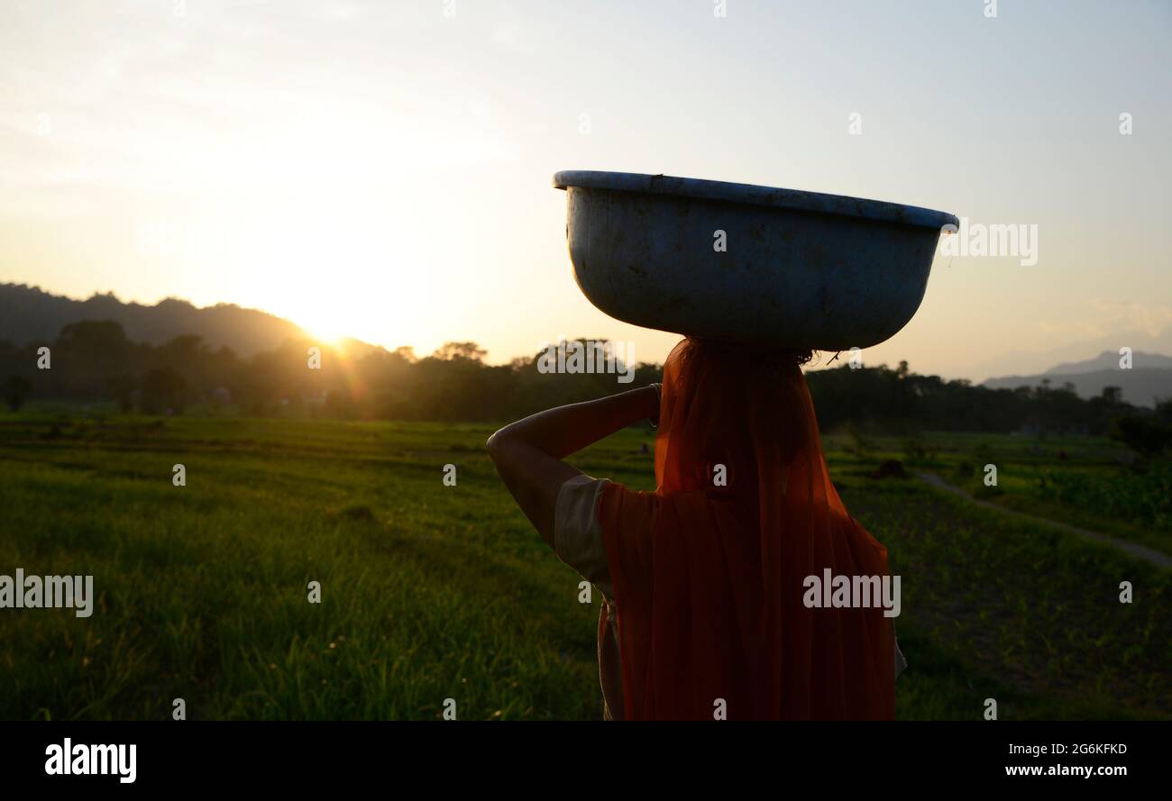 Women carrying cow dunck on her head - smelly manure to spread on the ...