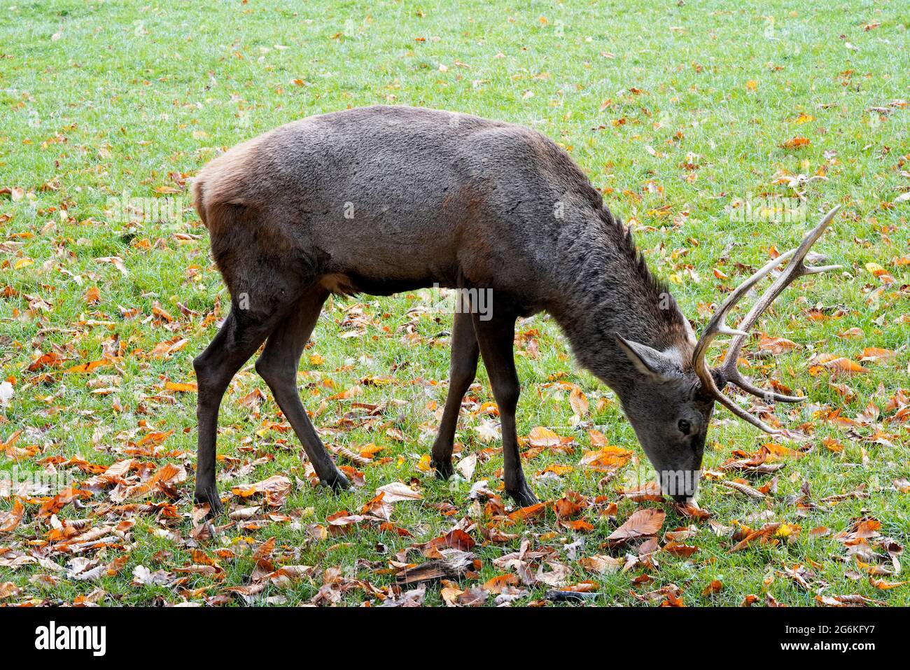 Deer Gazelle Animal Photo Stock Photo - Alamy