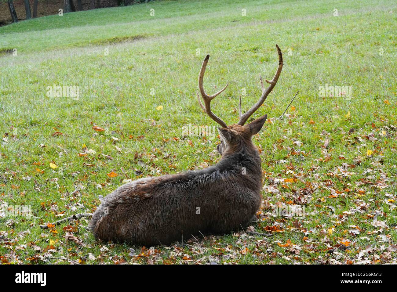 Deer Gazelle Animal Photo Stock Photo - Alamy