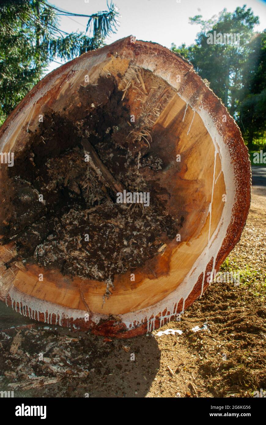 Bunya bunya pine hi-res stock photography and images - Alamy
