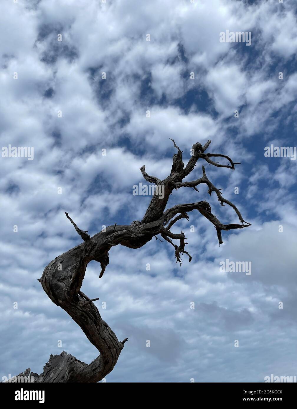 Withered tree against blue sky with clouds. Tropical dry tree Stock ...