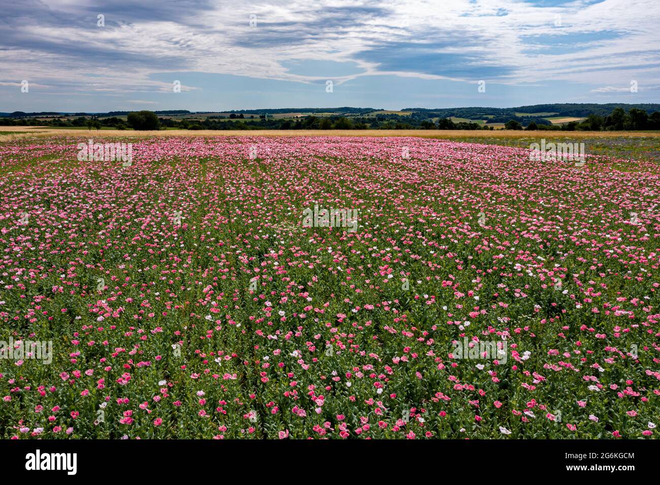 Flowers of an opium poppy field Stock Photo - Alamy