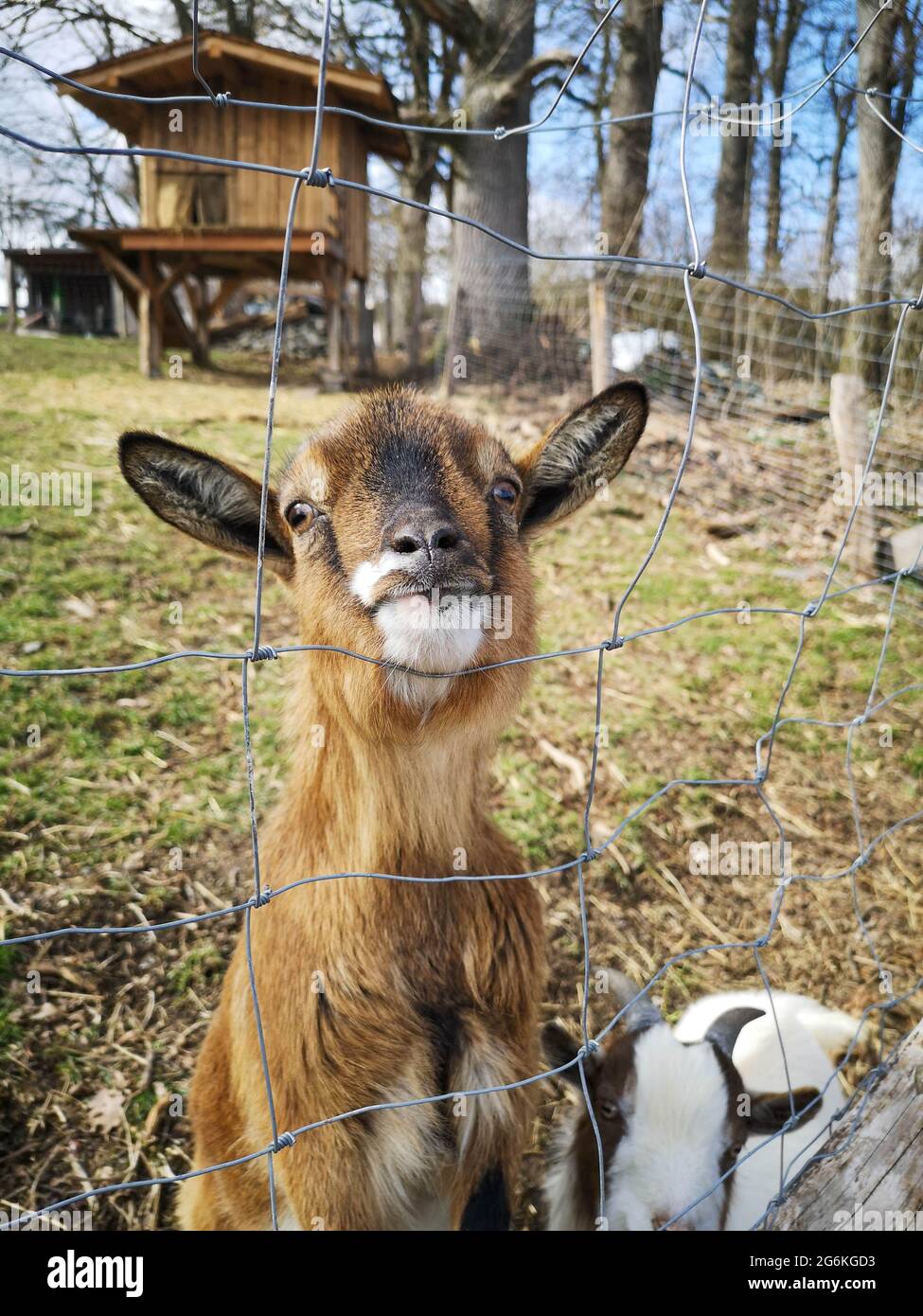 Goat Family Grazing in Hochsauerland Nature Stock Photo - Alamy