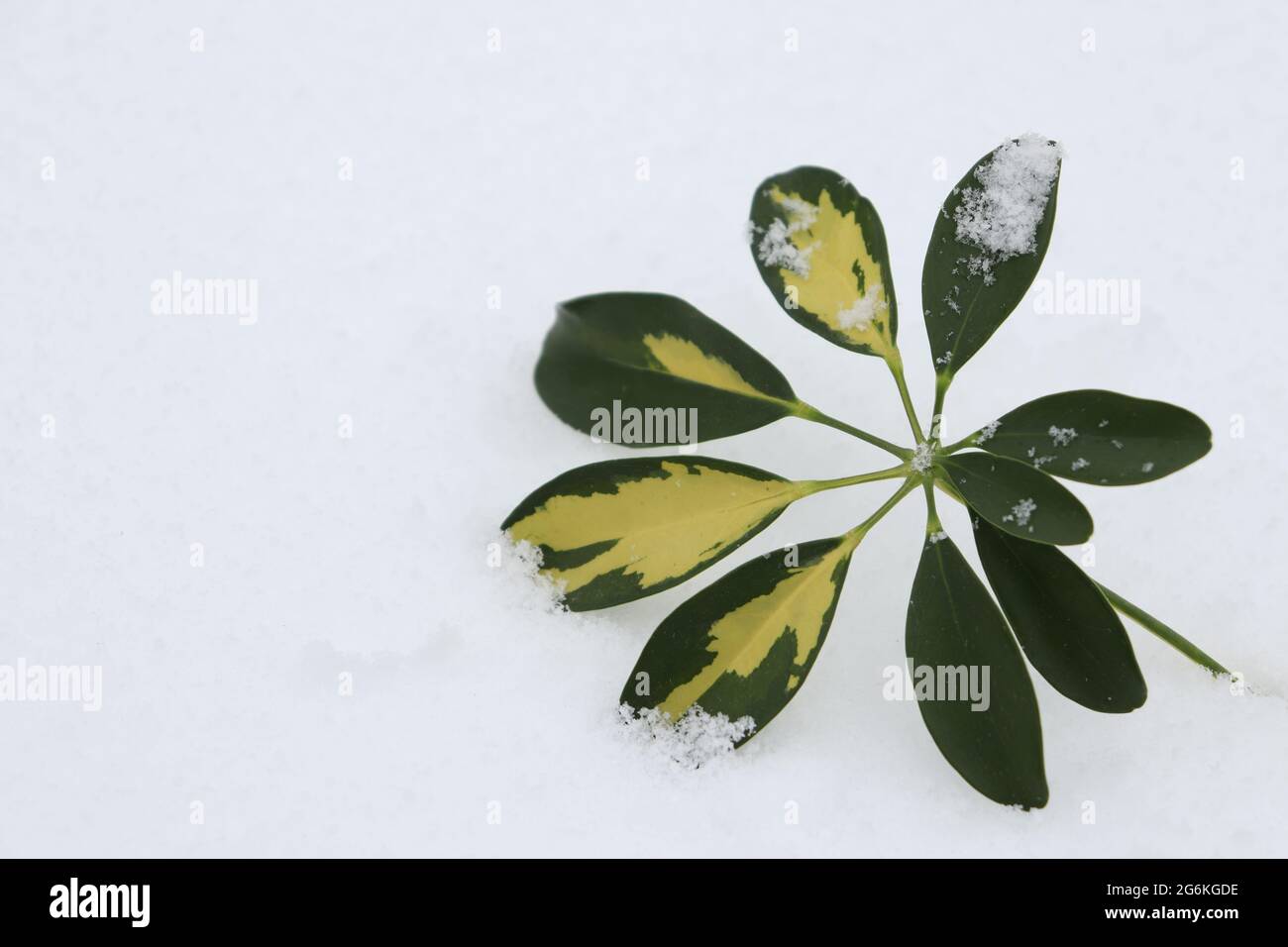 Tropical leaf in snow. Green leaf on snow background Stock Photo - Alamy