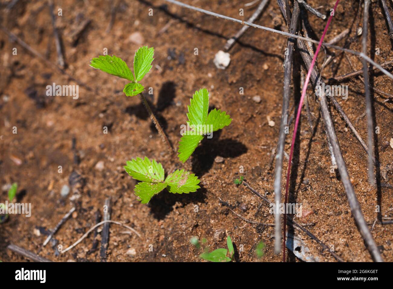 Rural sprout hi-res stock photography and images - Alamy
