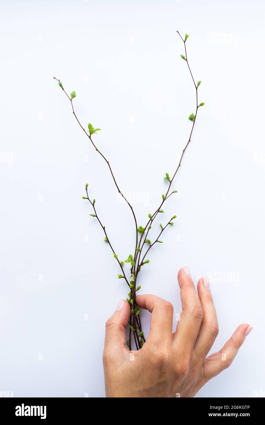 First leaves hi-res stock photography and images - Alamy