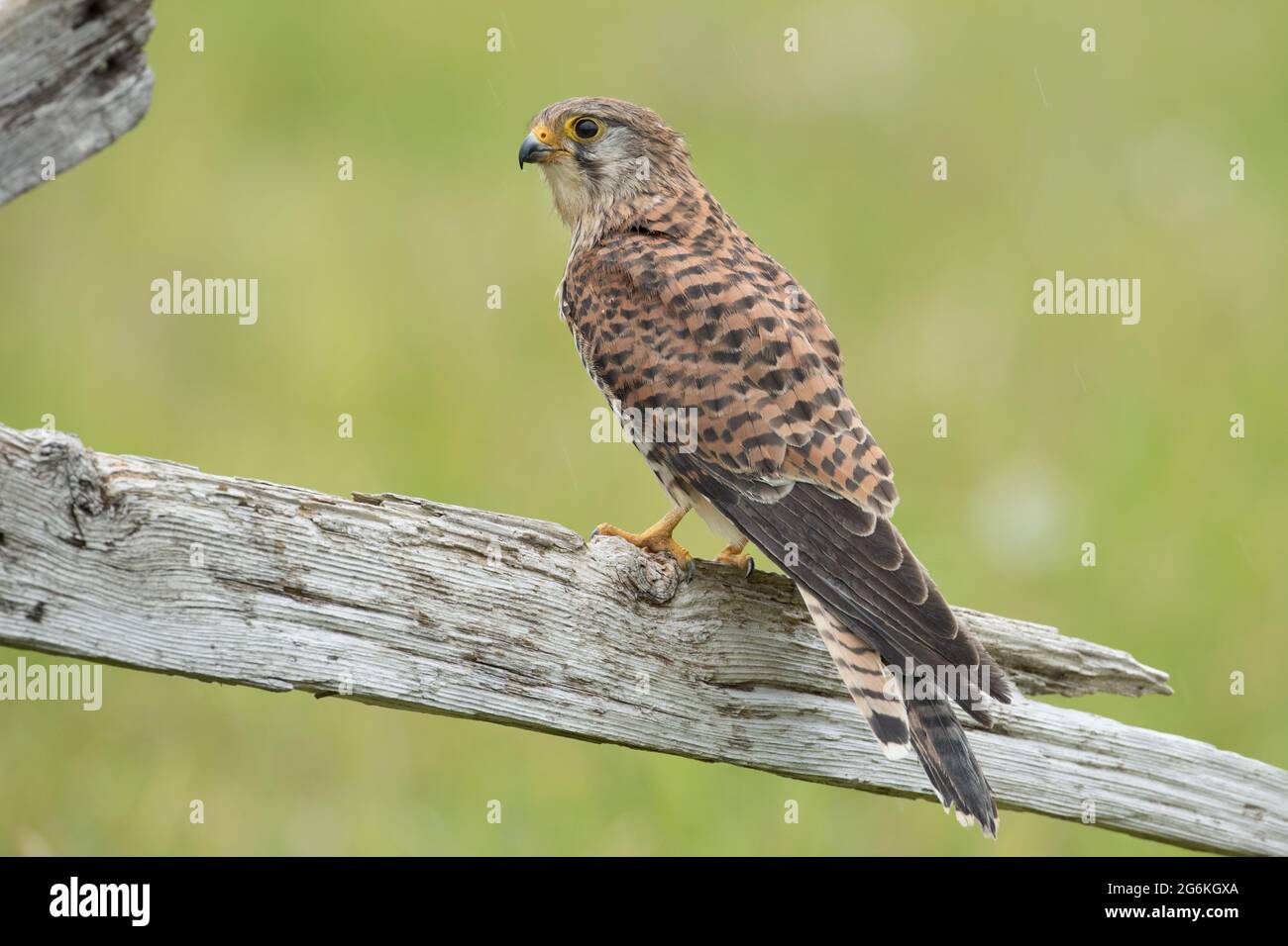 Kestrel, farm near York Stock Photo - Alamy