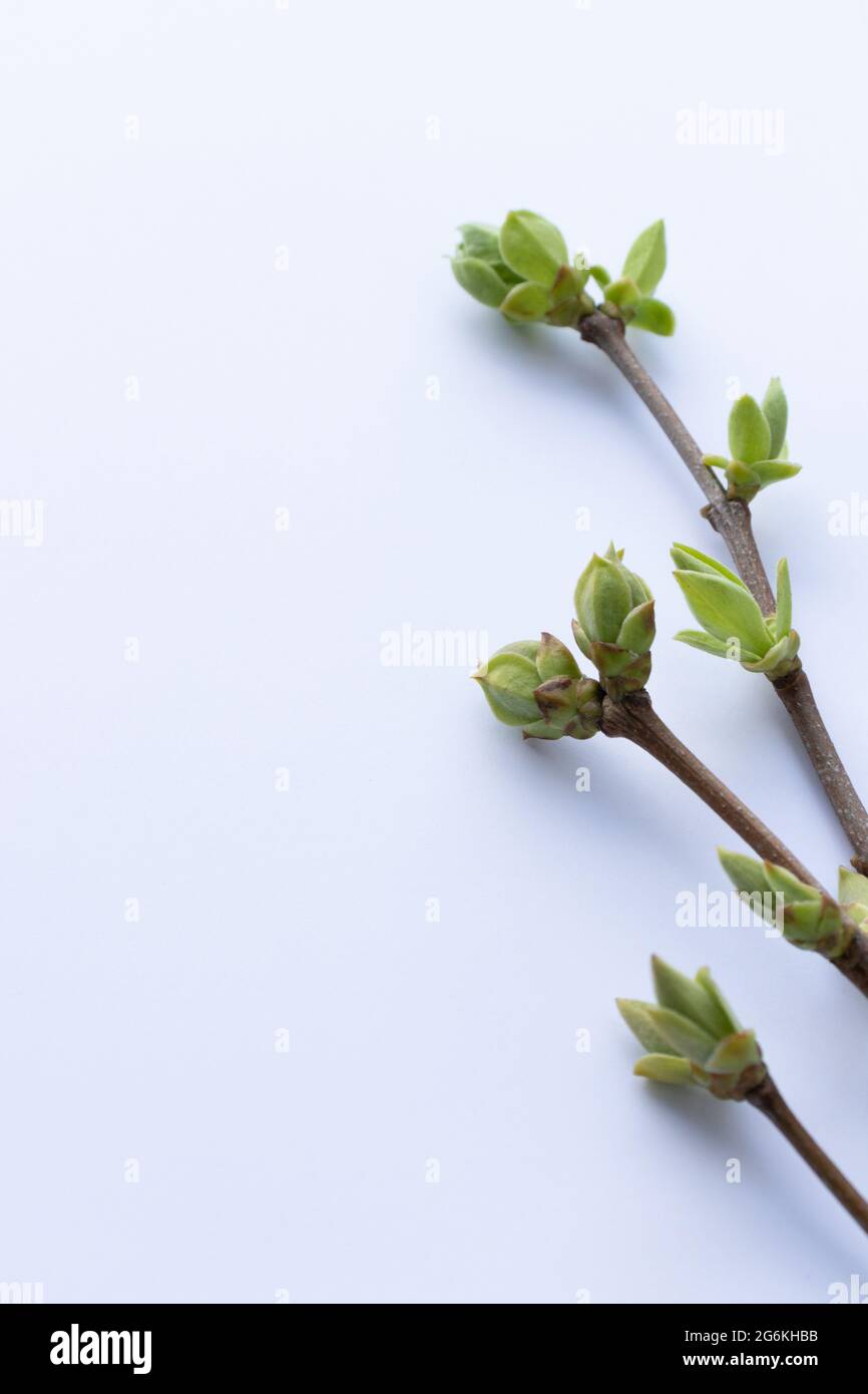 Tree's branches with first leaves on a white background with a space ...