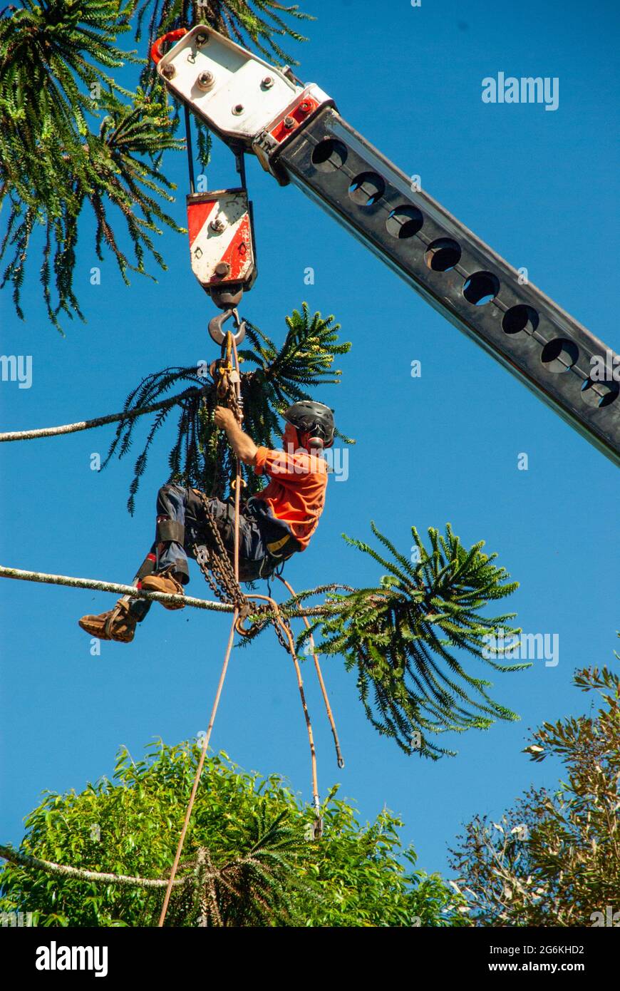 Bunya Pine Tree High Resolution Stock Photography and Images - Alamy
