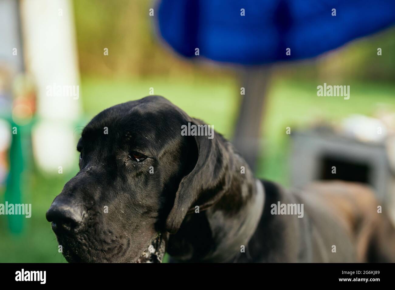 purebred dog in nature animals domestic travel Stock Photo - Alamy