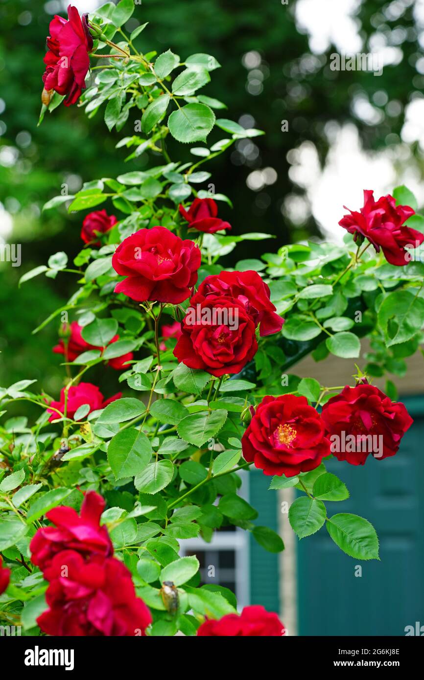 Red climbing rose in the spring garden Stock Photo - Alamy
