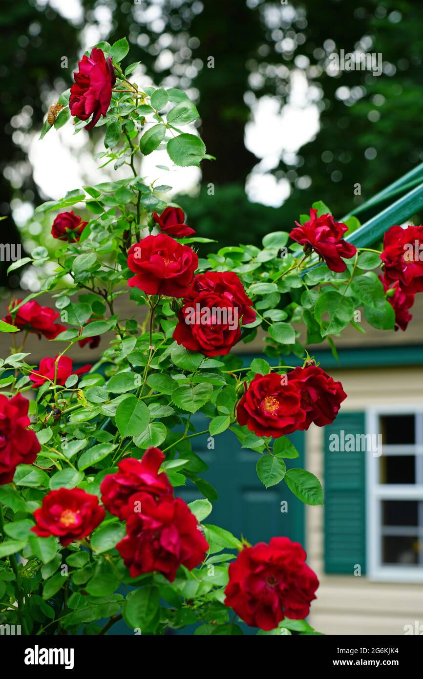 Red climbing rose in the spring garden Stock Photo - Alamy