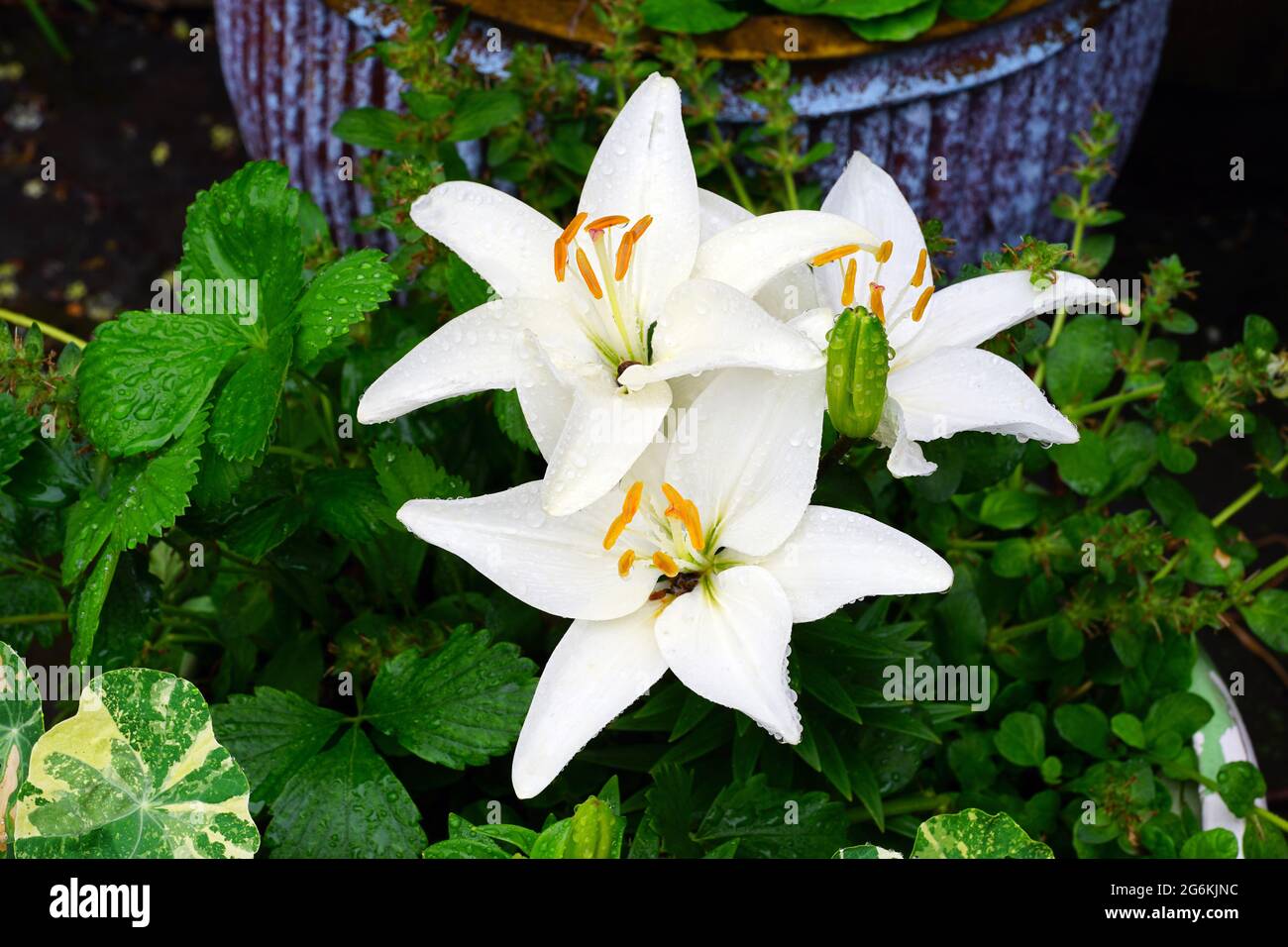 Lily pollen stain hi-res stock photography and images - Alamy
