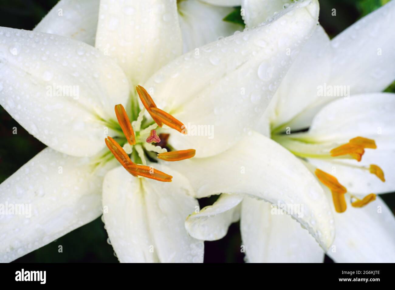 Asiatic lily flowers in bloom Stock Photo - Alamy